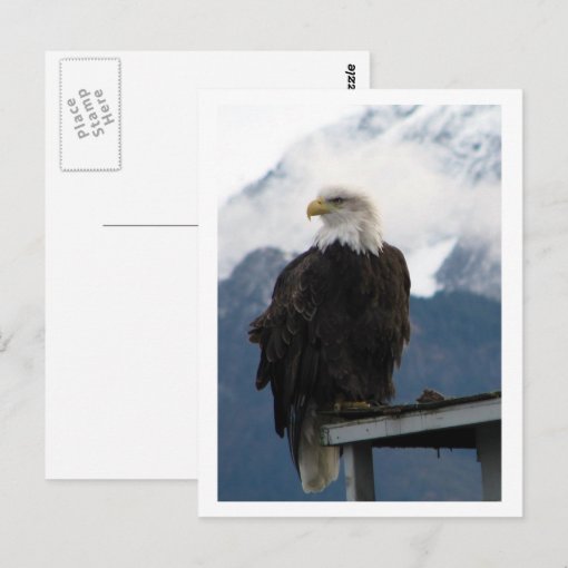 Eagle Postcard | Zazzle