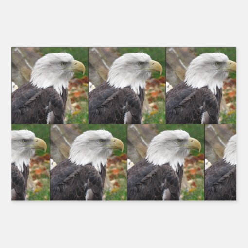 Eagle - Wrapping Paper Sheets | Zazzle
