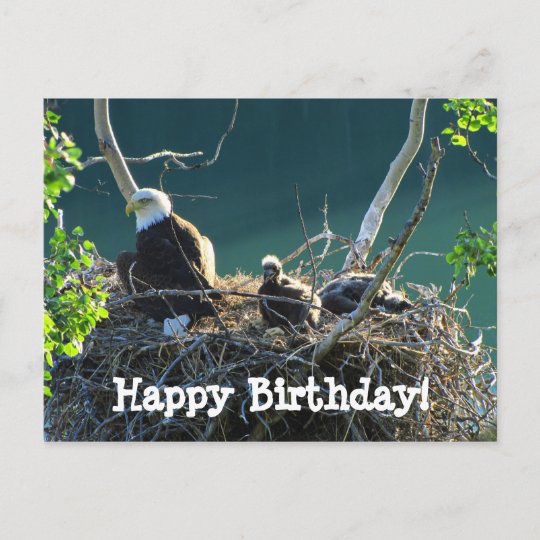 Eagles' Nest; Happy Birthday Postcard | Zazzle.com