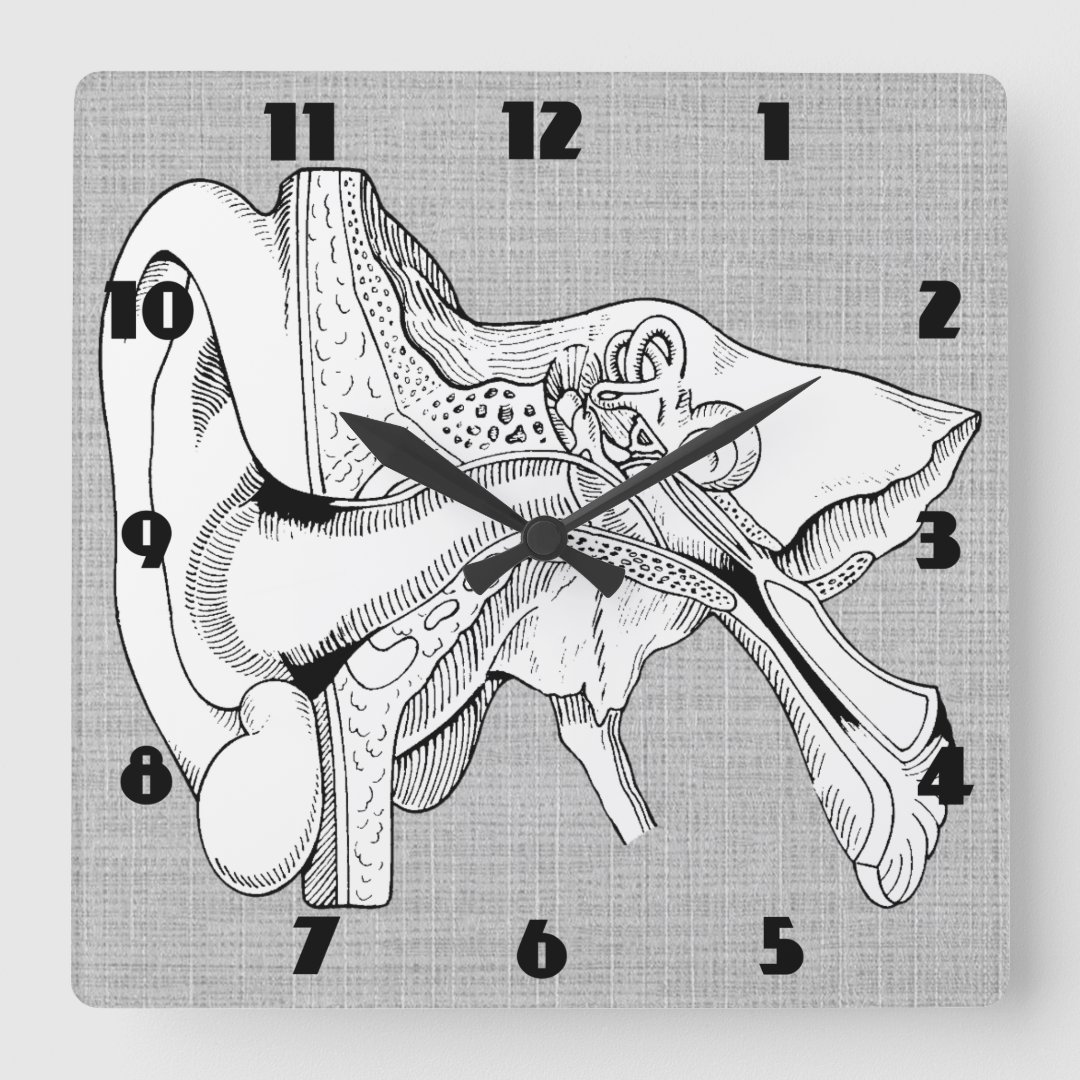EAR ANATOMY VINTAGE CLOCK | Zazzle