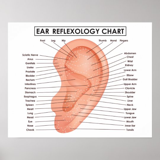 Ear Reflexology Chart 20" x 16", (Matte) Poster | Zazzle