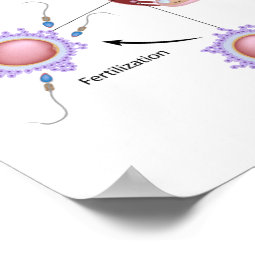 Early human development Poster | Zazzle