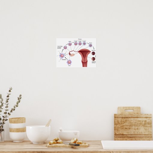 Early human development Poster | Zazzle