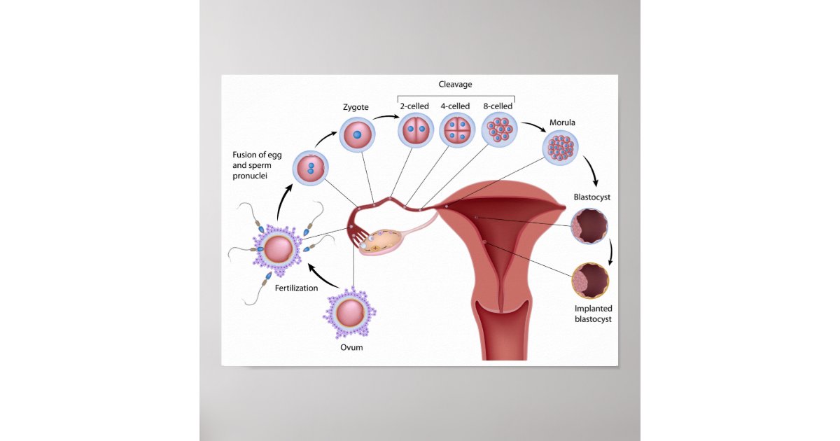 Early human development Poster | Zazzle