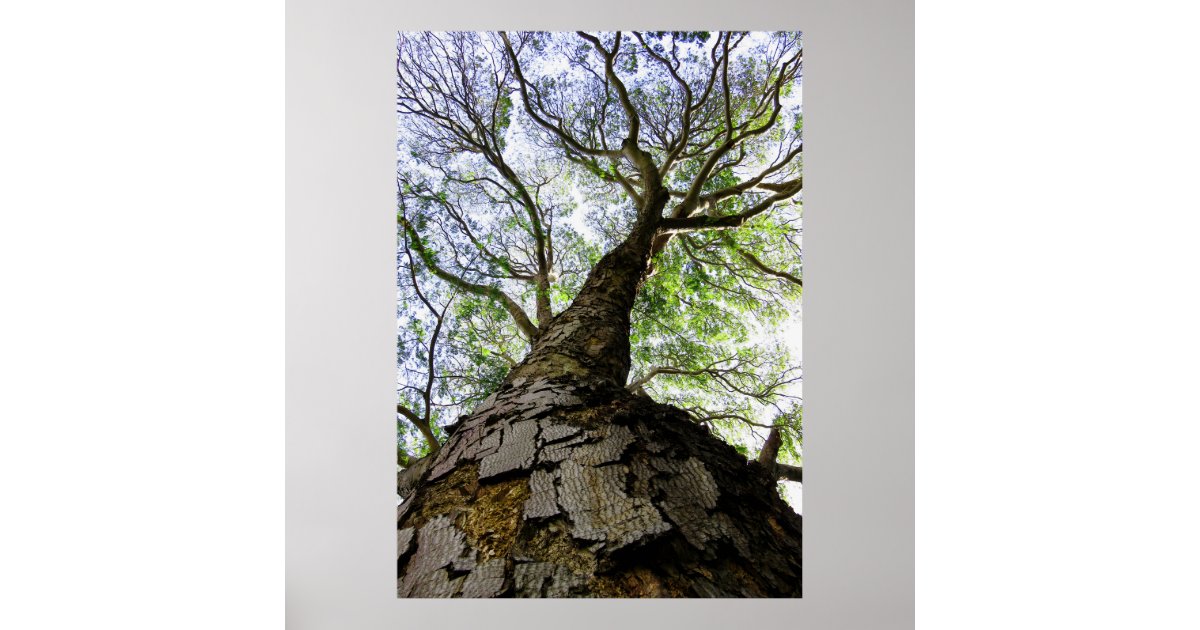 Earpod Tree Poster | Zazzle