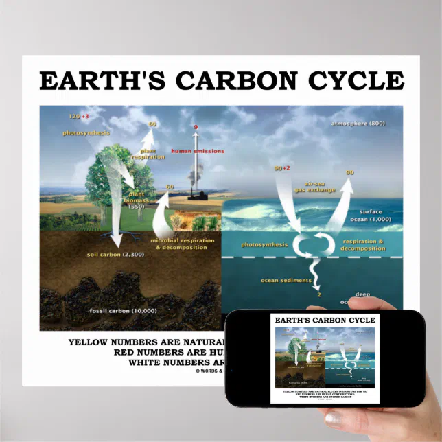 Earth's Carbon Cycle (Earth Science) Poster | Zazzle