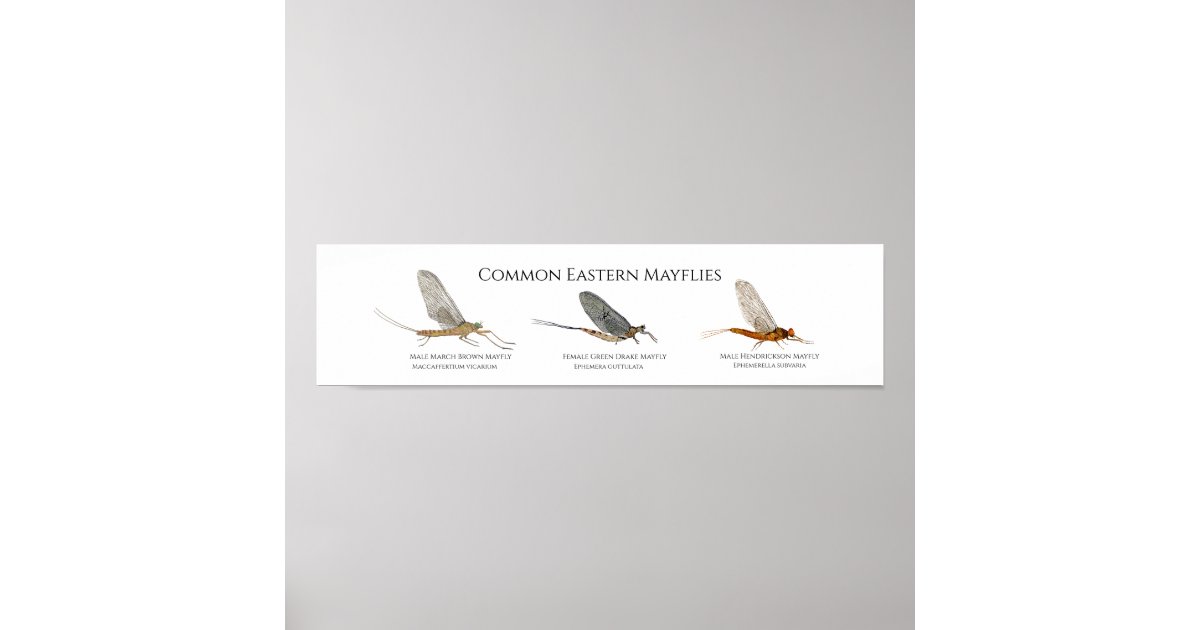 East Coast Mayfly Art Poster | Zazzle