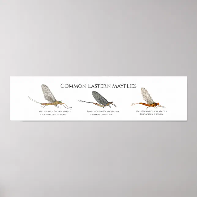 East Coast Mayfly Art Poster | Zazzle