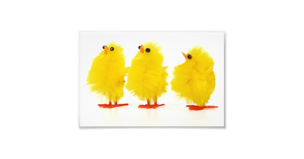 Easter baby chicks Photo Print | Zazzle