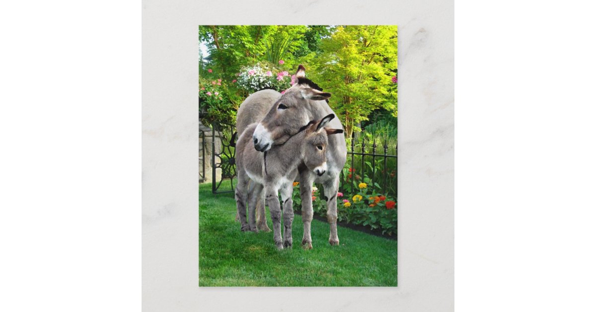 "Easter & Baby Eno" Postcard | Zazzle