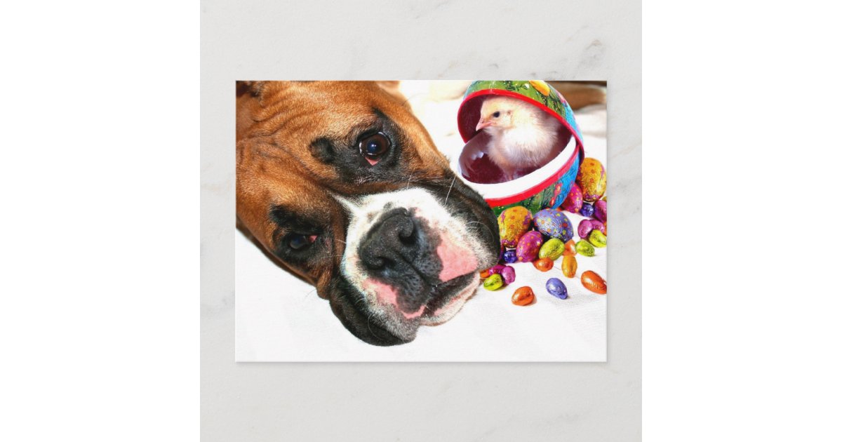 Easter Boxer puppy and Chick postcard | Zazzle