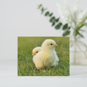 Easter Chicks Spring Postcard | Zazzle