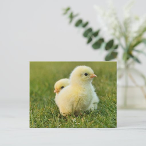 Easter Chicks Spring Postcard | Zazzle