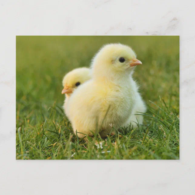 Easter Chicks Spring Postcard | Zazzle