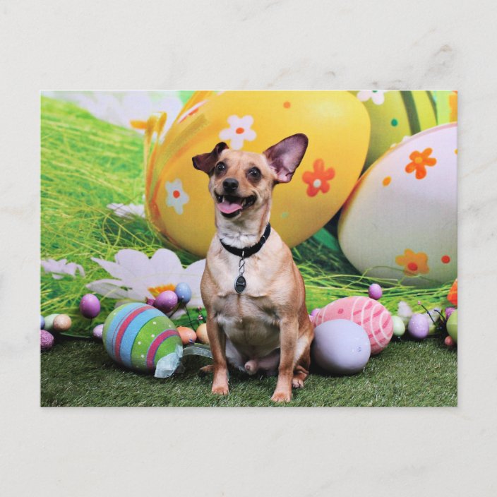 Easter - Chipin Rockwell - Chihuahua Rambo Holiday Postcard | Zazzle.com