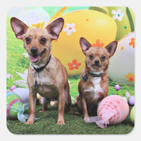 Easter - Chipin Rockwell - Chihuahua Rambo - Mahne Square Sticker ...