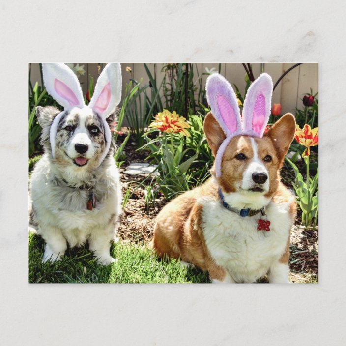 Easter Corgis Holiday Postcard | Zazzle.com