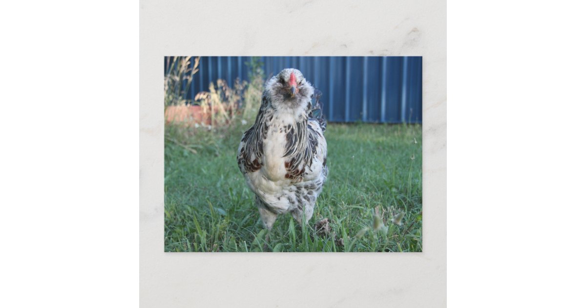 Easter Egger Rooster Holiday Postcard | Zazzle