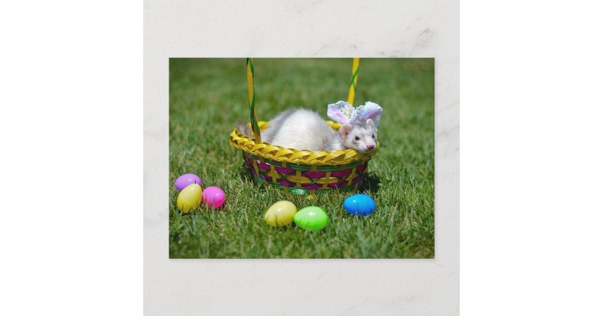 Easter Ferret Postcard | Zazzle
