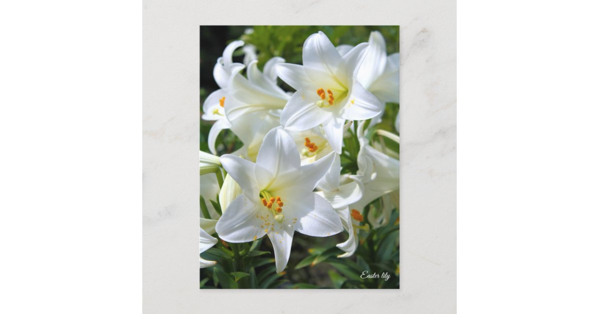 Easter lily [Postcard] ポストカード Postcard | Zazzle