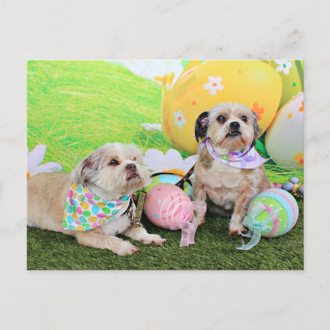 Easter - Shih Tzu - Clementine and Winston Holiday Postcard | Zazzle
