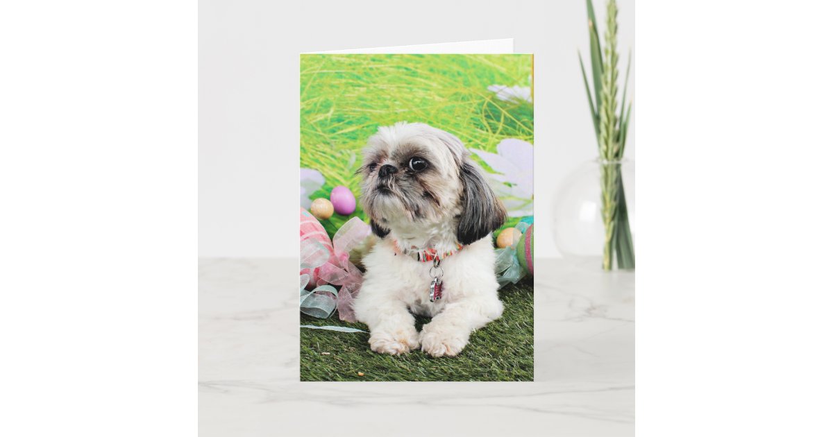 Easter - Shih Tzu - Sophie Holiday Card | Zazzle