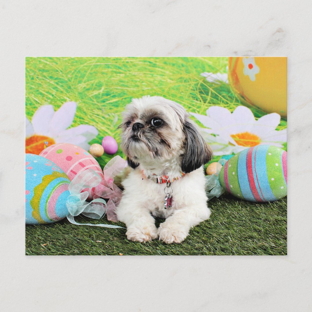 Easter - Shih Tzu - Sophie Holiday Postcard | Zazzle
