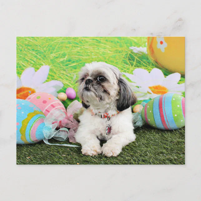 Easter - Shih Tzu - Sophie Holiday Postcard | Zazzle