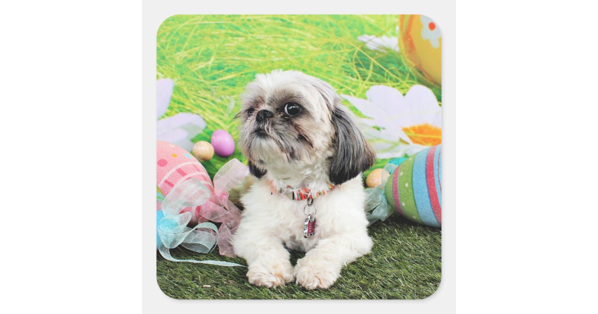 Easter - Shih Tzu - Sophie Square Sticker | Zazzle