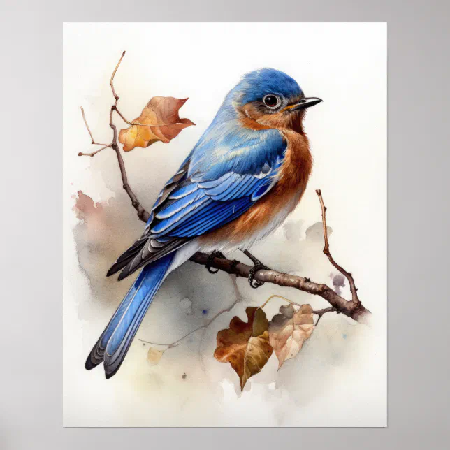 Eastern Bluebird Bird Art Print Poster | Zazzle