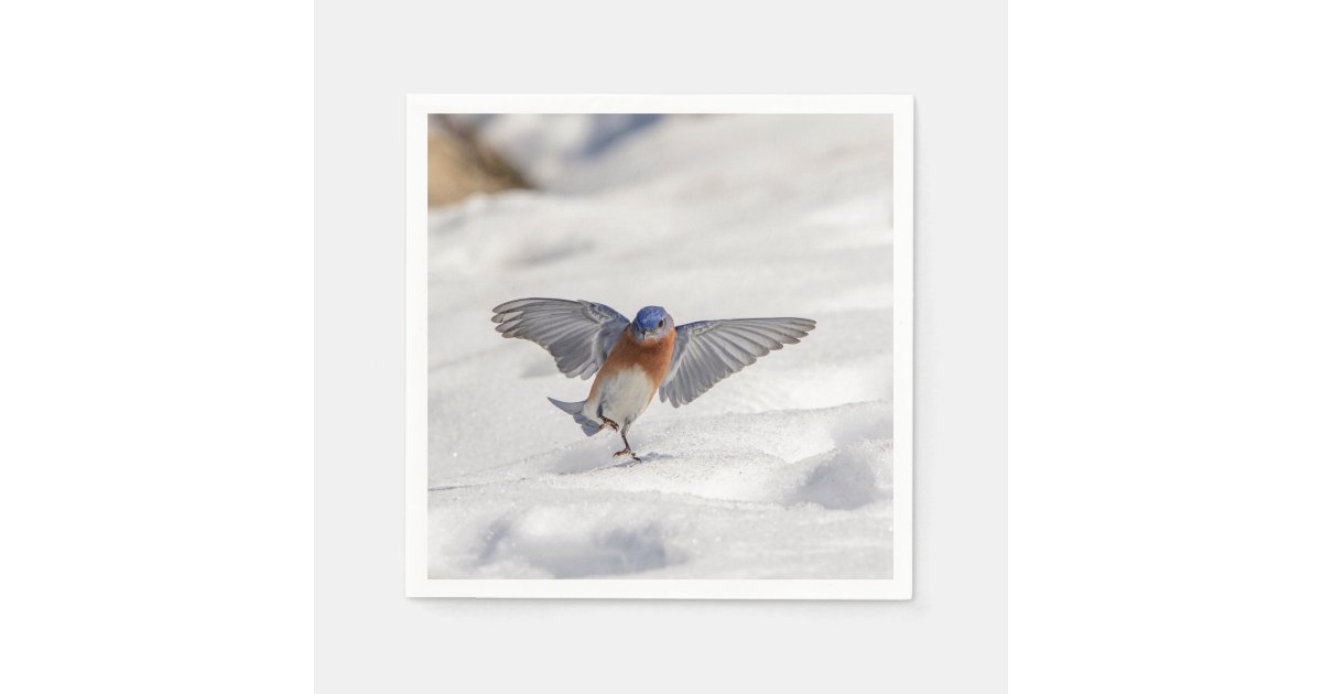 Eastern Bluebird dancing in the snow Napkins | Zazzle