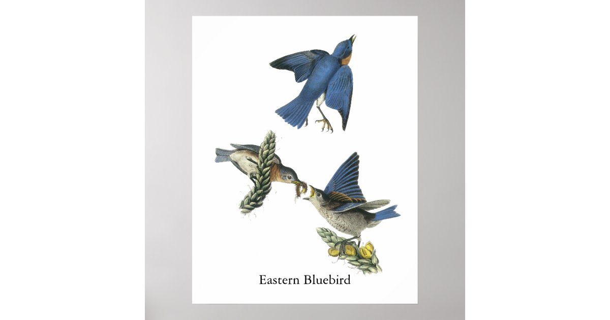 Eastern Bluebird, John Audubon Poster | Zazzle