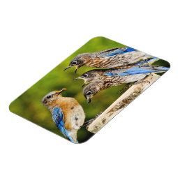 Eastern Bluebird Magnet | Zazzle