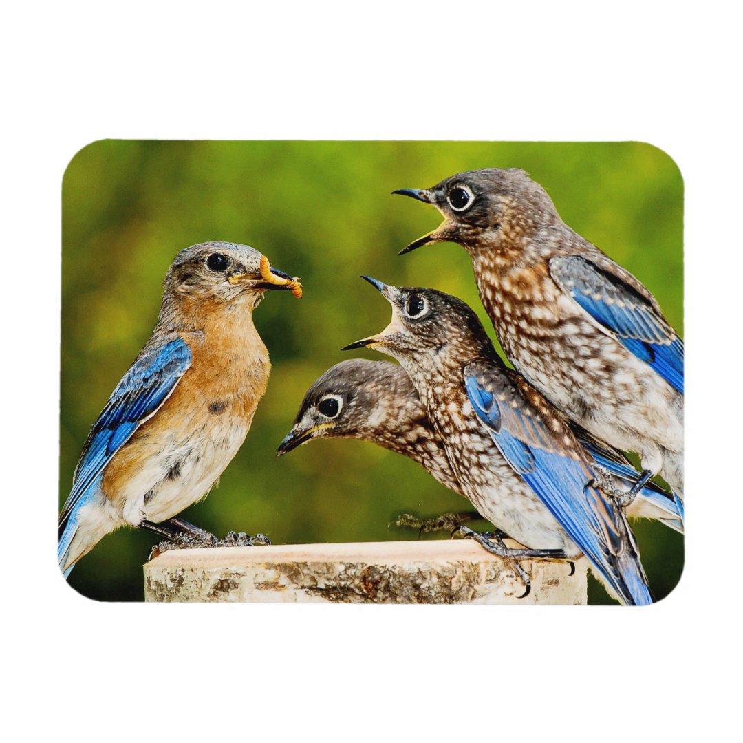 Eastern Bluebird Magnet | Zazzle