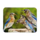 Eastern Bluebird Magnet | Zazzle