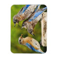 Eastern Bluebird Magnet | Zazzle