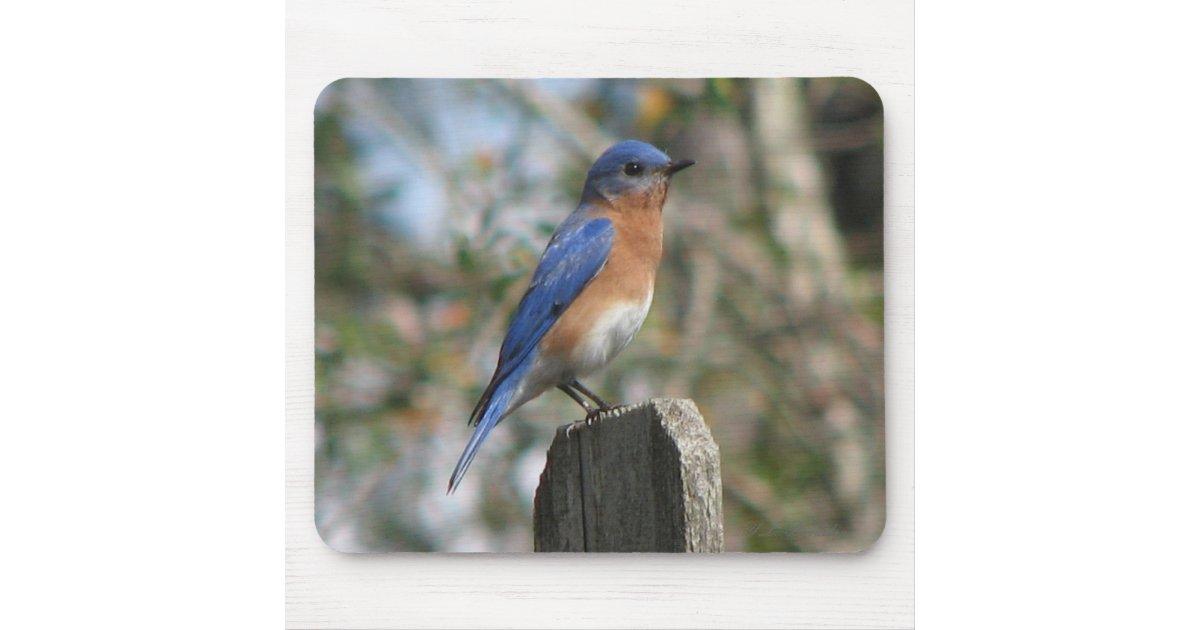 Eastern Bluebird Male Mousepad | Zazzle