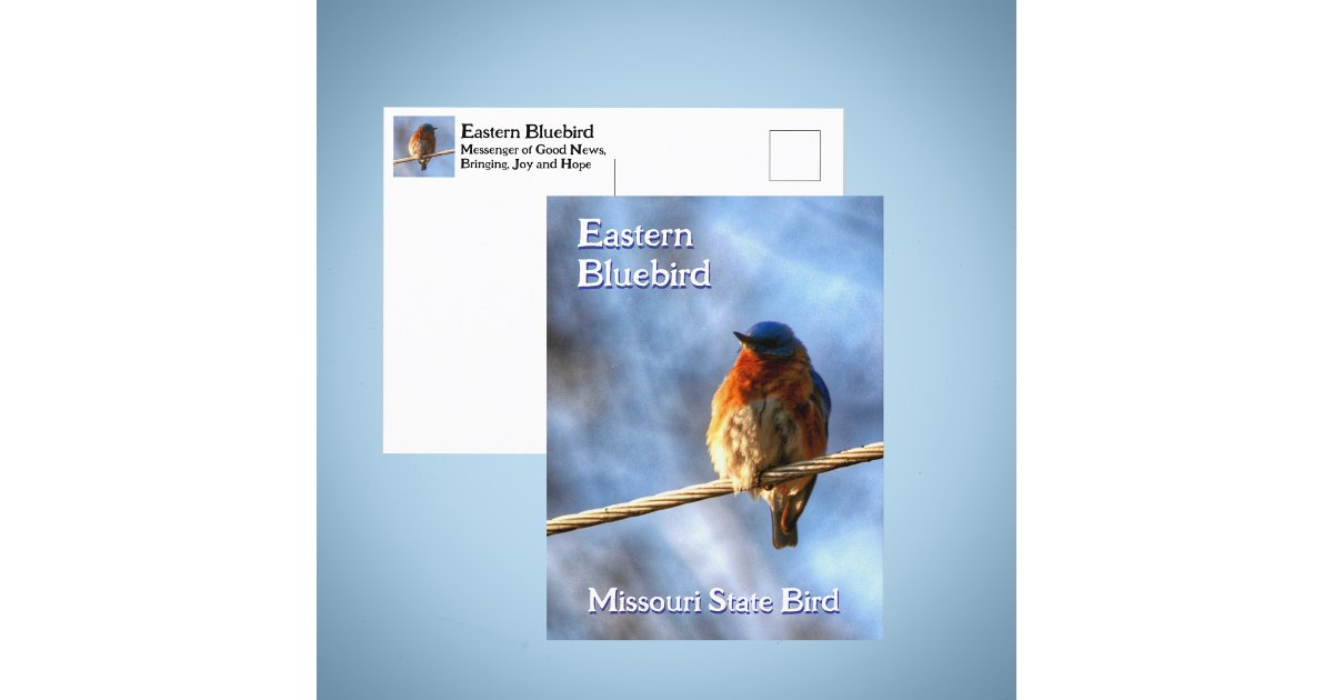 Eastern Bluebird Missouri State Bird Photographic Postcard | Zazzle
