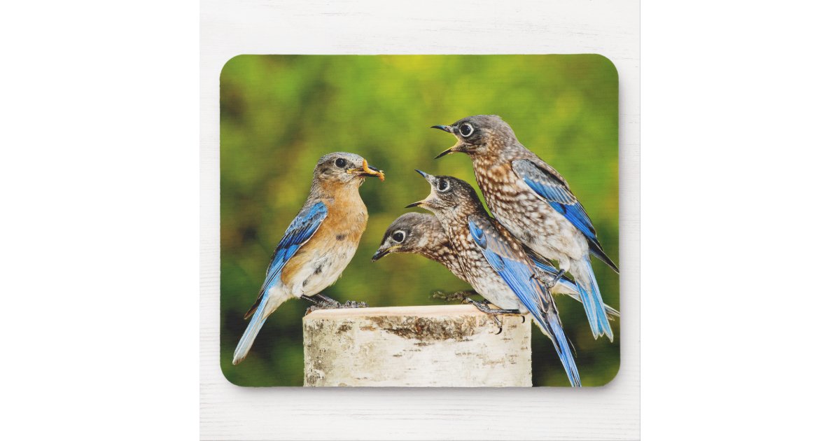 Eastern Bluebird Mouse Pad | Zazzle