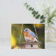 Eastern Bluebird postcard | Zazzle