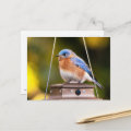 Eastern Bluebird postcard | Zazzle