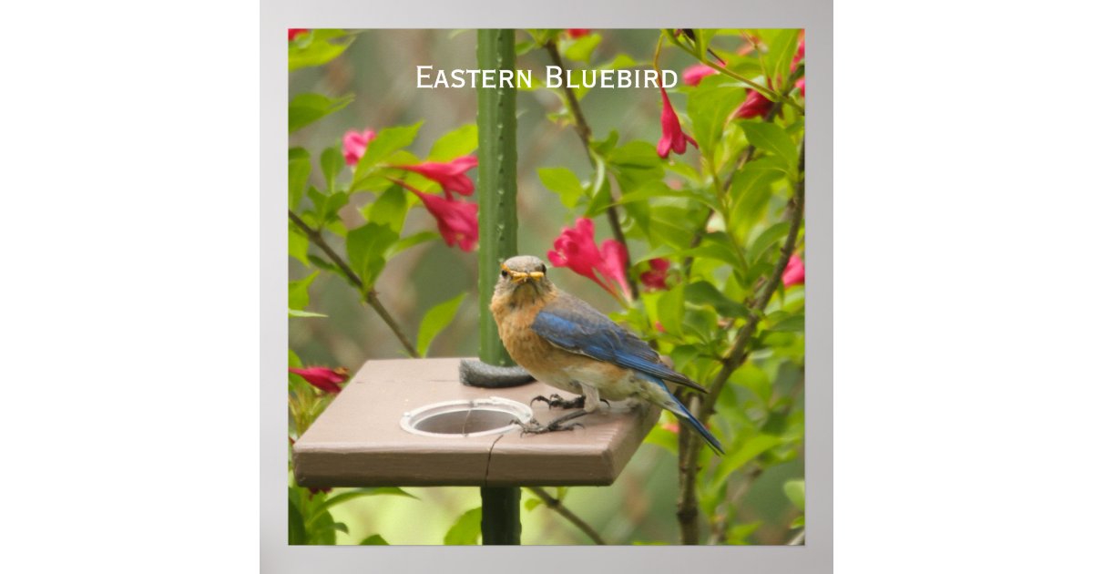 Eastern Bluebird Poster | Zazzle