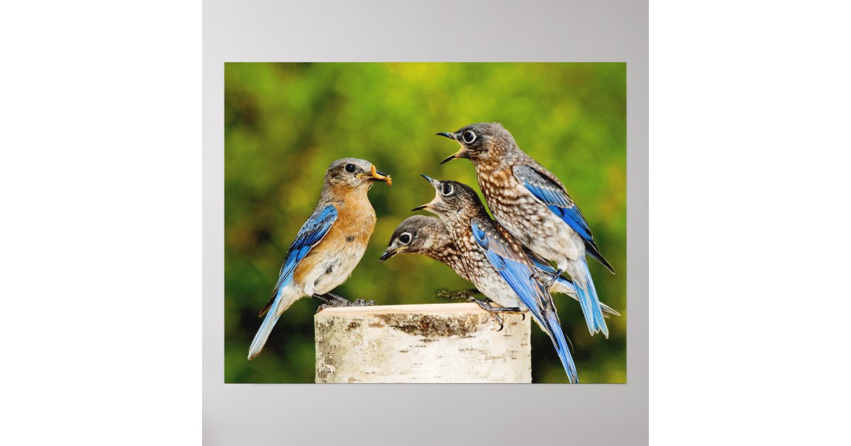 Eastern Bluebird Poster | Zazzle