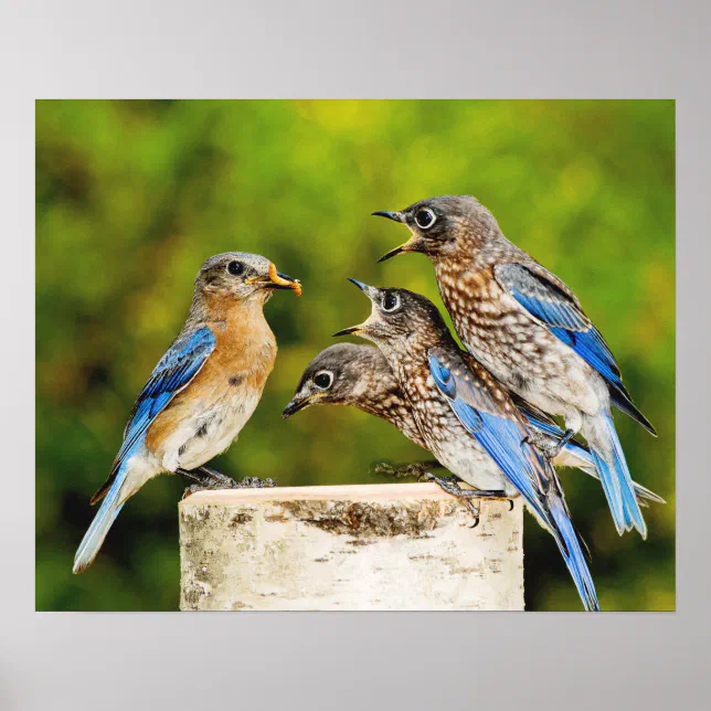 Eastern Bluebird Poster | Zazzle