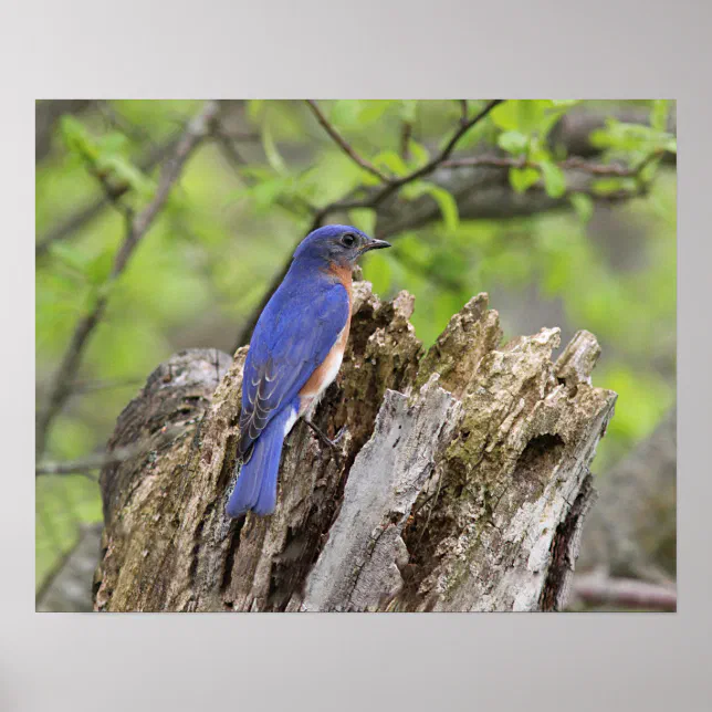 Eastern Bluebird Poster | Zazzle