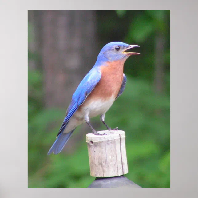 Eastern Bluebird Poster | Zazzle