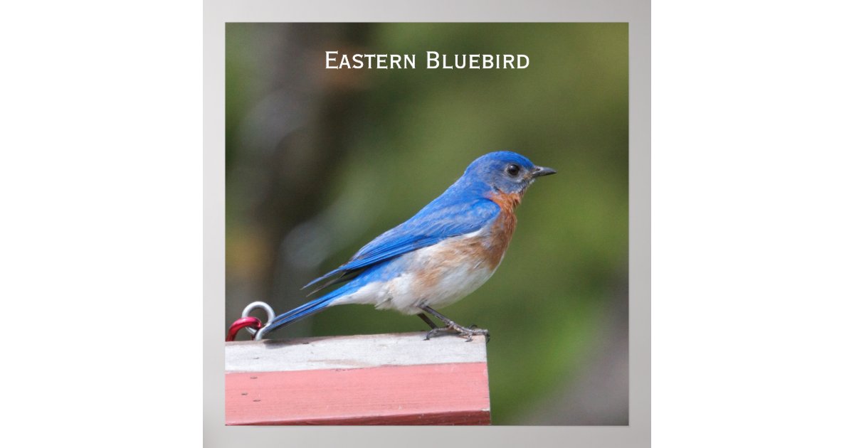 Eastern Bluebird Poster | Zazzle