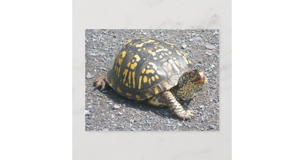 Eastern Box Turtle Postcard | Zazzle