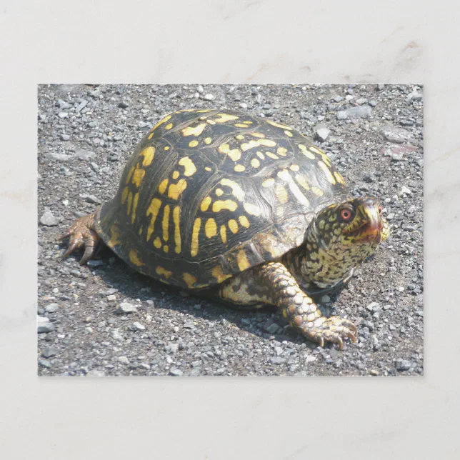 Eastern Box Turtle Postcard | Zazzle
