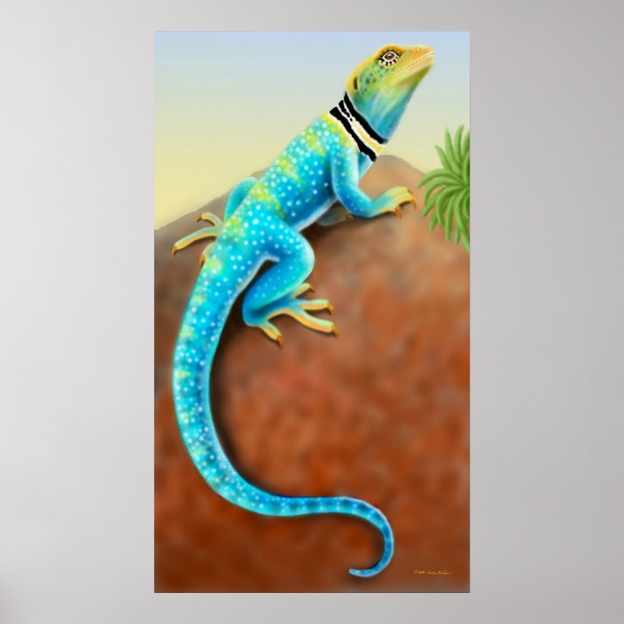 Eastern Collared Lizard Poster | Zazzle.com